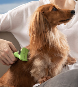 WHAT IS DESHEDDING AND WHY SHOULD YOU DO IT? – FURminator Australia ...